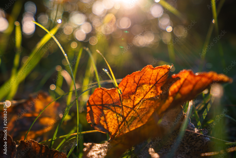 der Herbst ist da Stock Photo | Adobe Stock