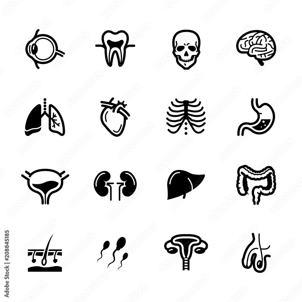 Human Anatomy icons with White Background Stock Vector | Adobe Stock