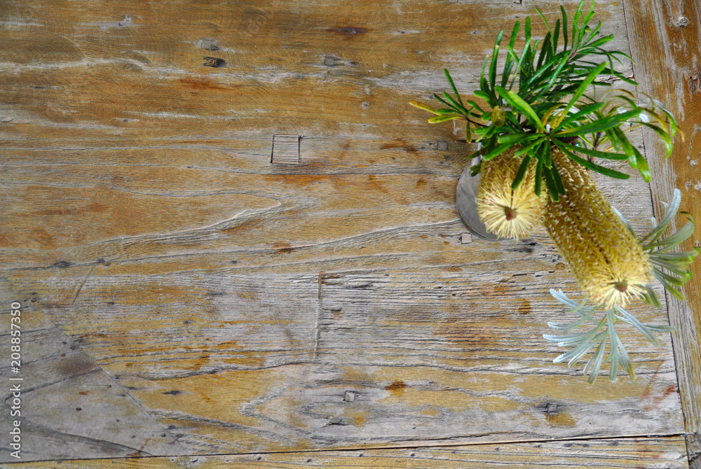 Banksia Australian native flower on natural wood background, wild ...