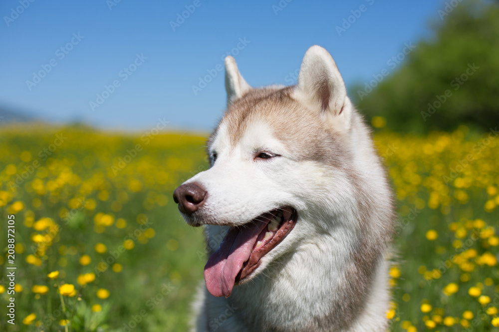 Yellow Husky