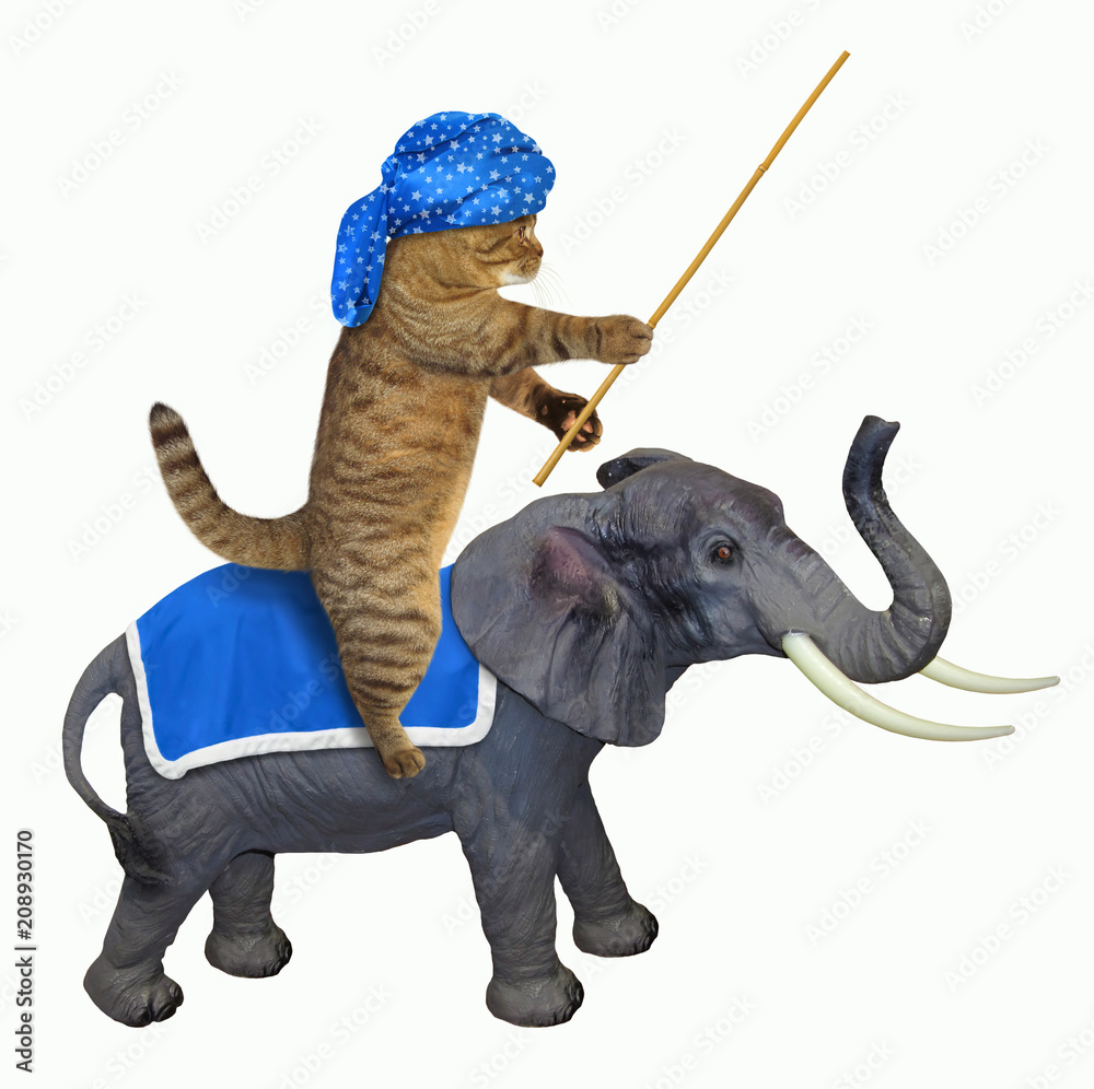 The cat in a blue turban rides an elephant. White background. Stock ...