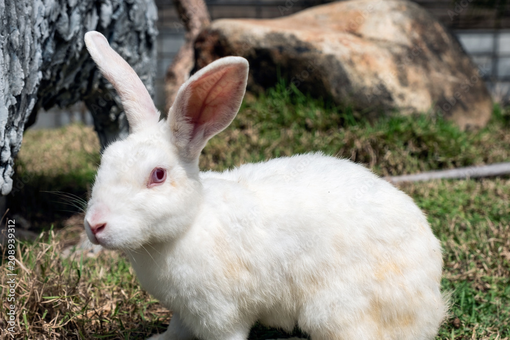 White Dwarf Rabbit Red Eyes