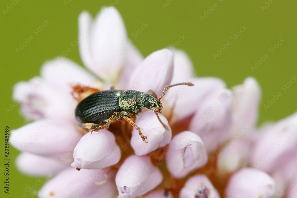 Green leaf beetle, Phyllobius sp, and pink snakeroot, Bistorta ...