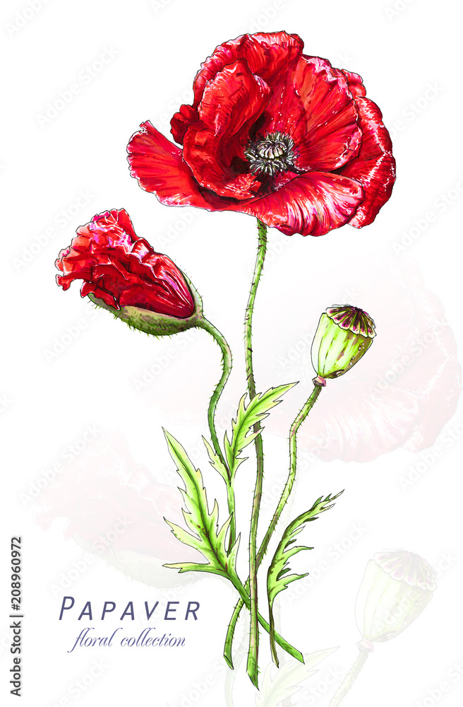 Poppy Botanical Illustration