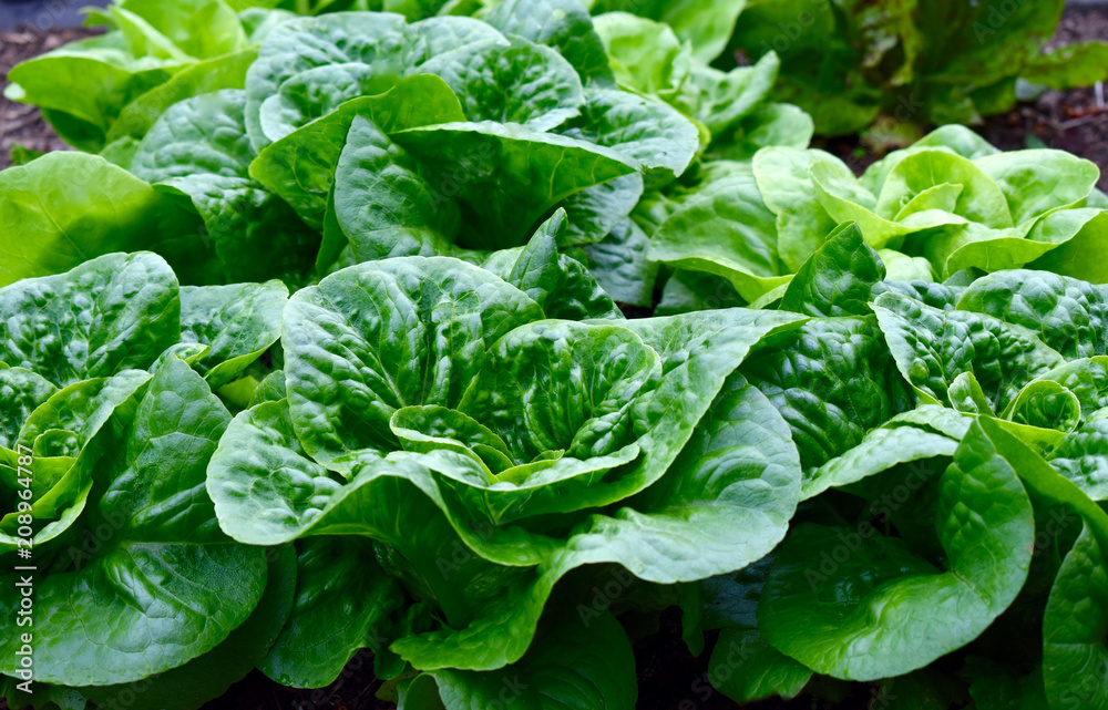 Heads of Lettuce in the Edible Garden Stock Photo | Adobe Stock