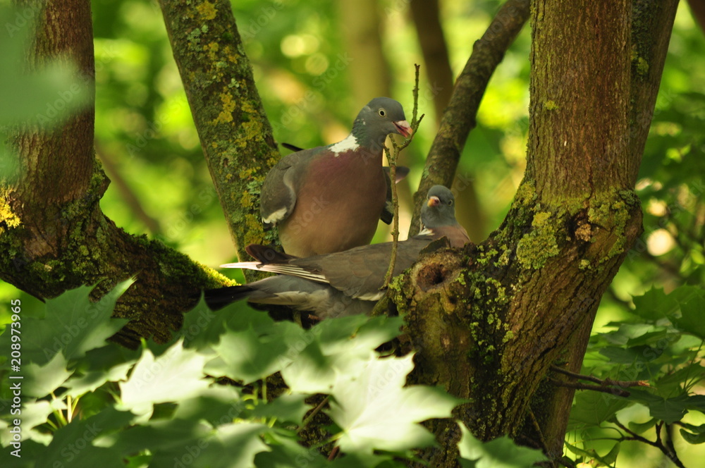 Pigeon ramier Construction du nid Stock Photo | Adobe Stock