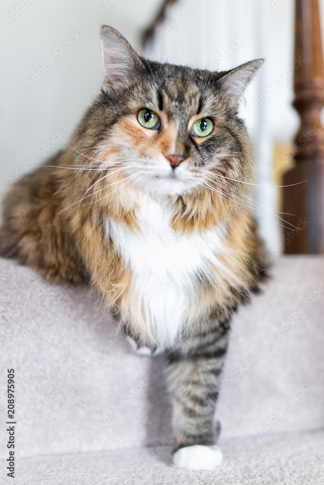Maine Coon Calico