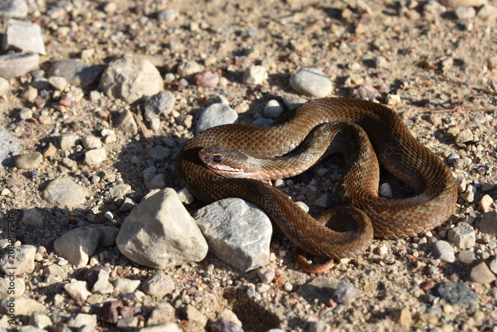 A small young brown common European viper, vipera berus, this one has ...