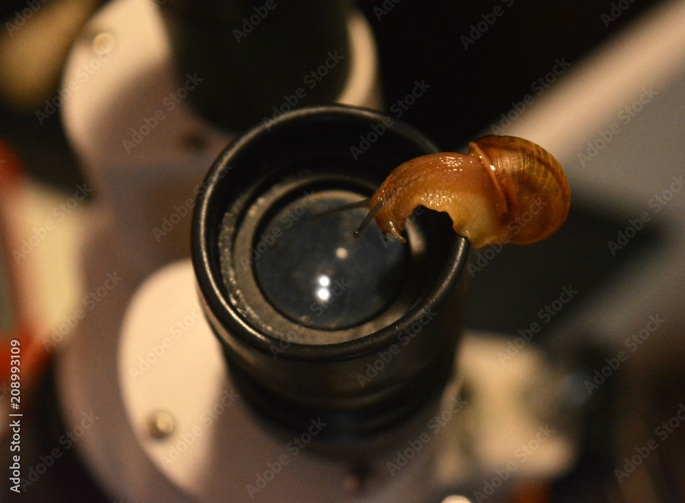 the snail is looking through a microscope. artistic image, humor ...