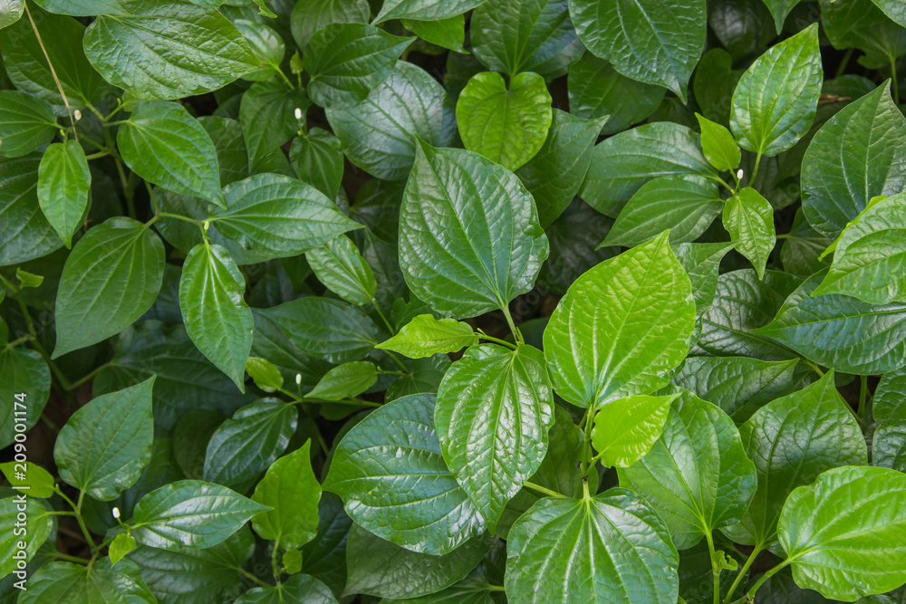 Green Herb Betel Leaf bush or piper is the leaf of a vine belonging to ...