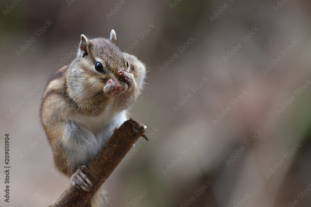 エゾシマリス Stock 写真 | Adobe Stock
