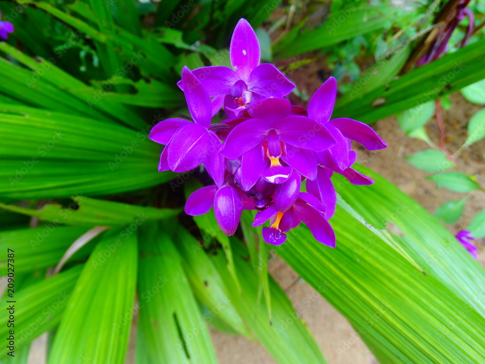 beautiful flower, screen saver for the phone, desktop wallpaper, pink ...