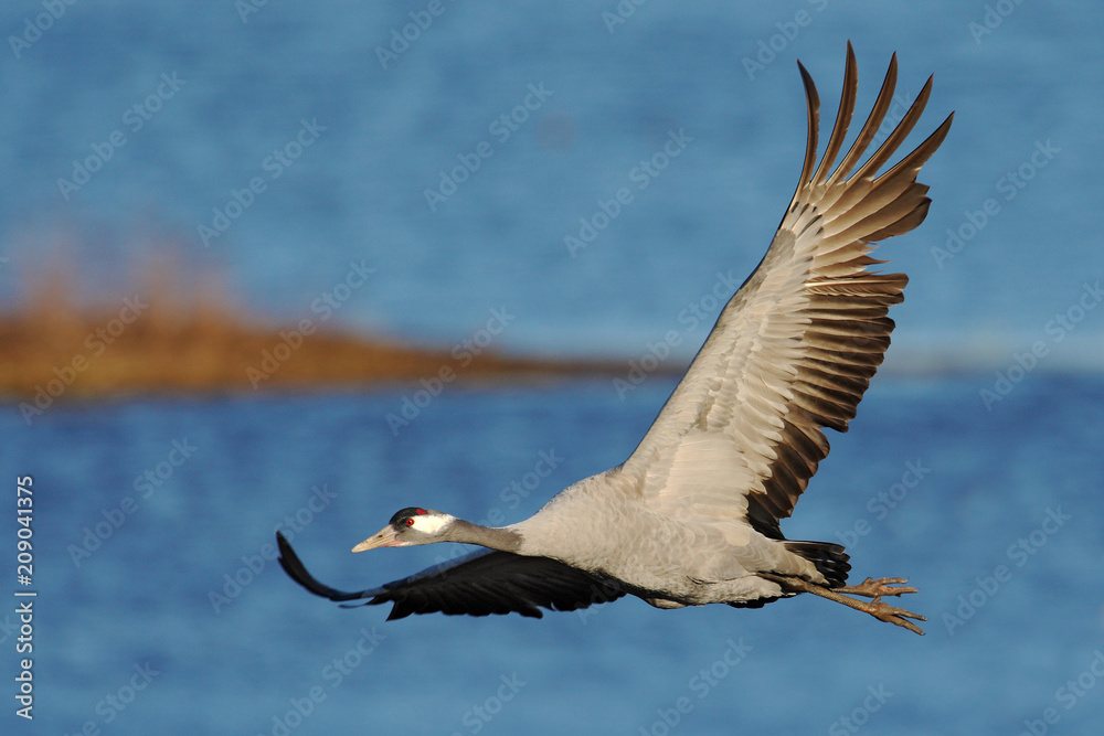Common Crane, Grus grus, big bird flying the nature habitat, Lake ...