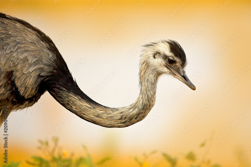 Greater Rhea, Rhea americana, big bird with fluffy feathers, animal in ...