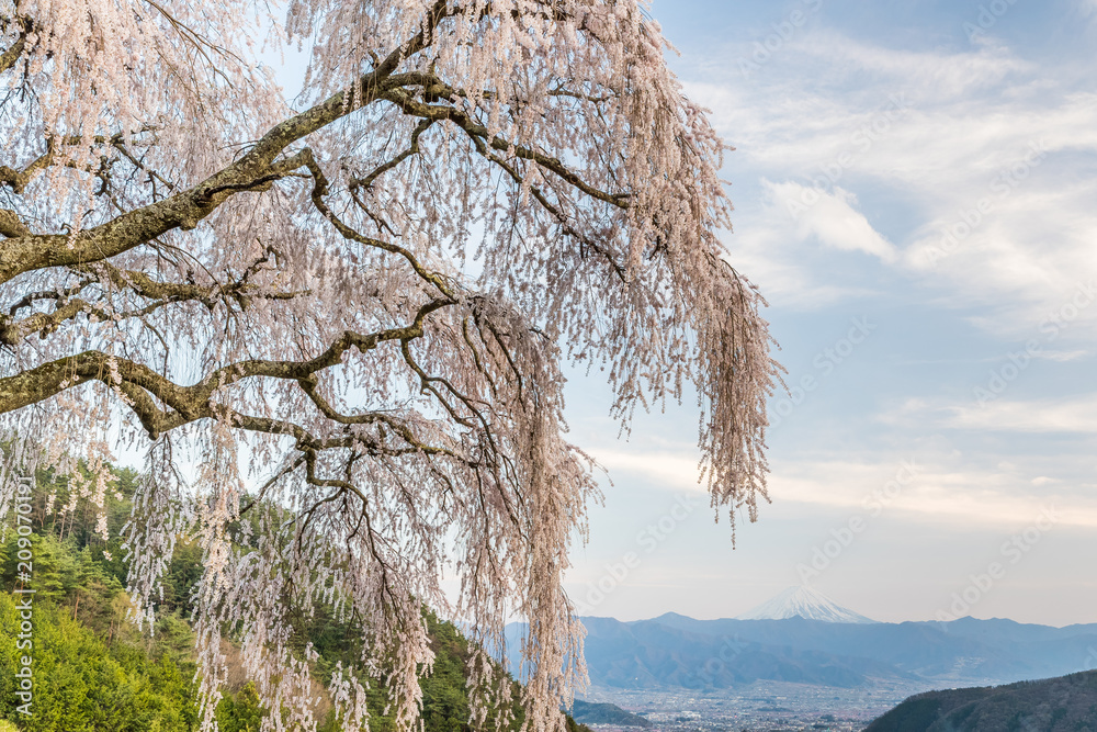 Shidare Sakura and Mountain Fuji at Yamanashi town. Shidara Sakura is ...