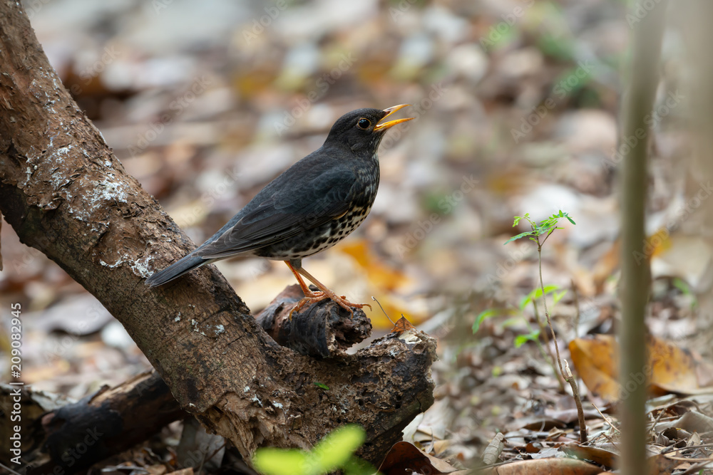 Japanese thrush habitat. Rare migratory bird thrush standing on log ...