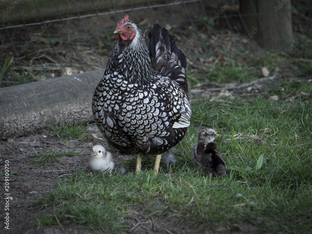Speckledy hen with chicks. The Speckledy is a modern hybrid and comes ...