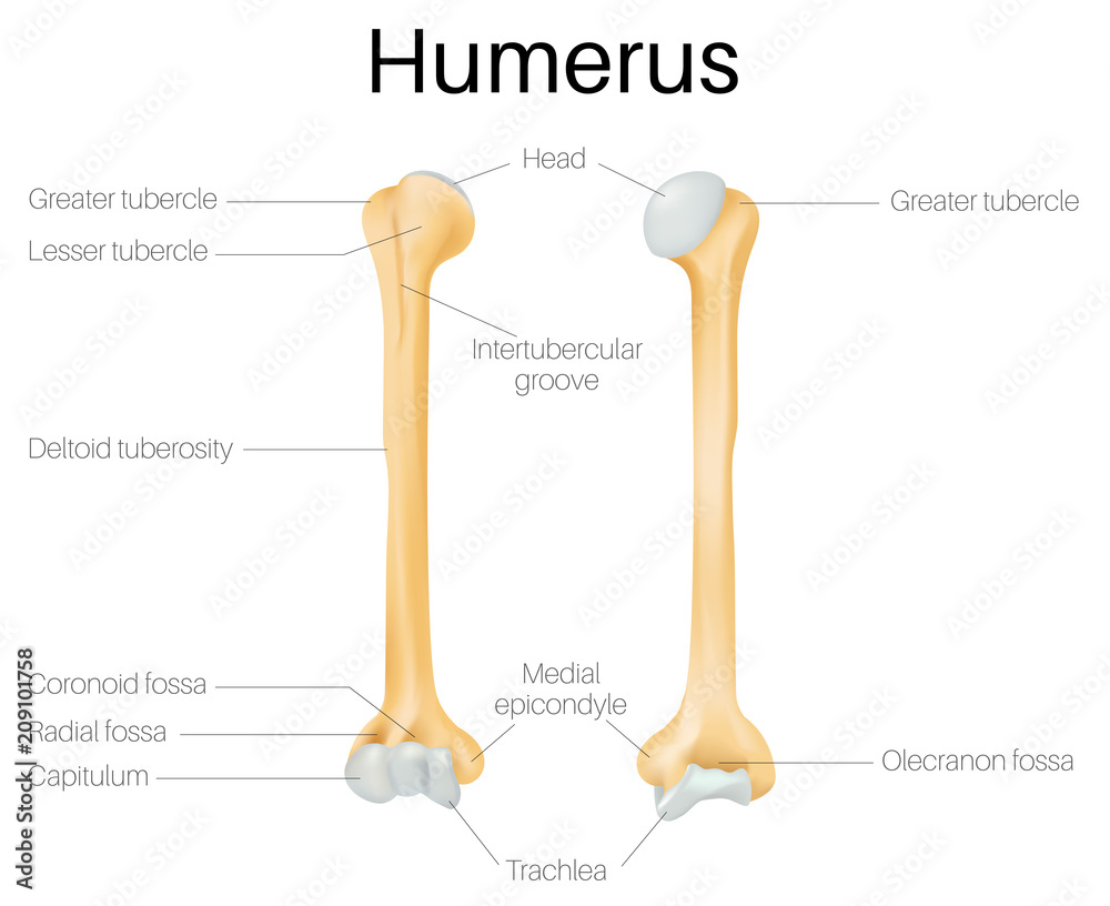 Bones of the Humerus Stock Vector | Adobe Stock