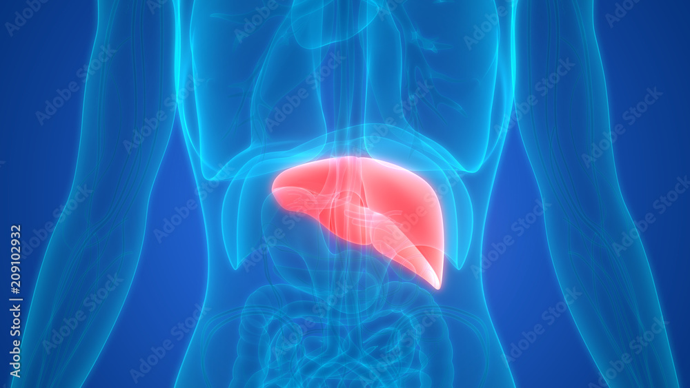 Poster Human Digestive System Liver Anatomy – Wall Art | UkPosters