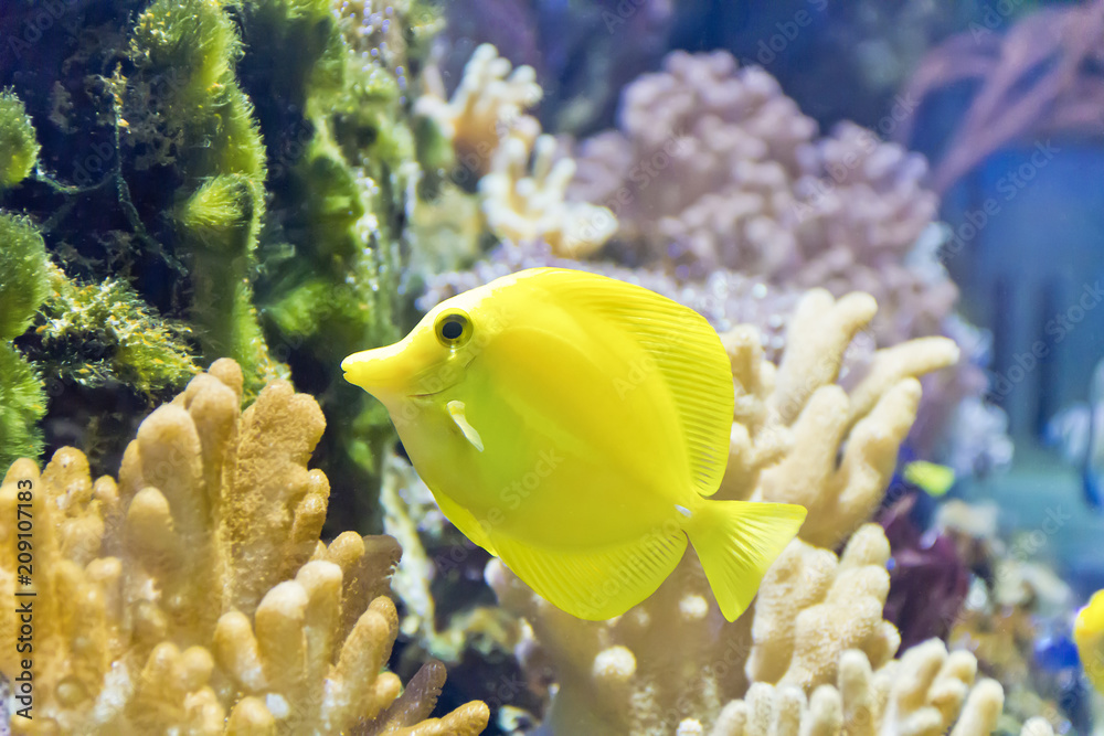 Goldfish zebrasoma flavescens in zoo on aquarium bottom Stock Photo ...