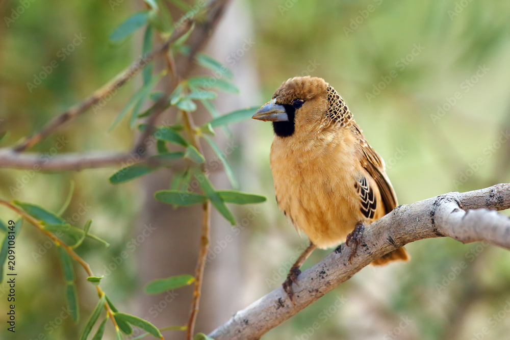 The sociable weaver (Philetairus socius), also commonly known as the ...