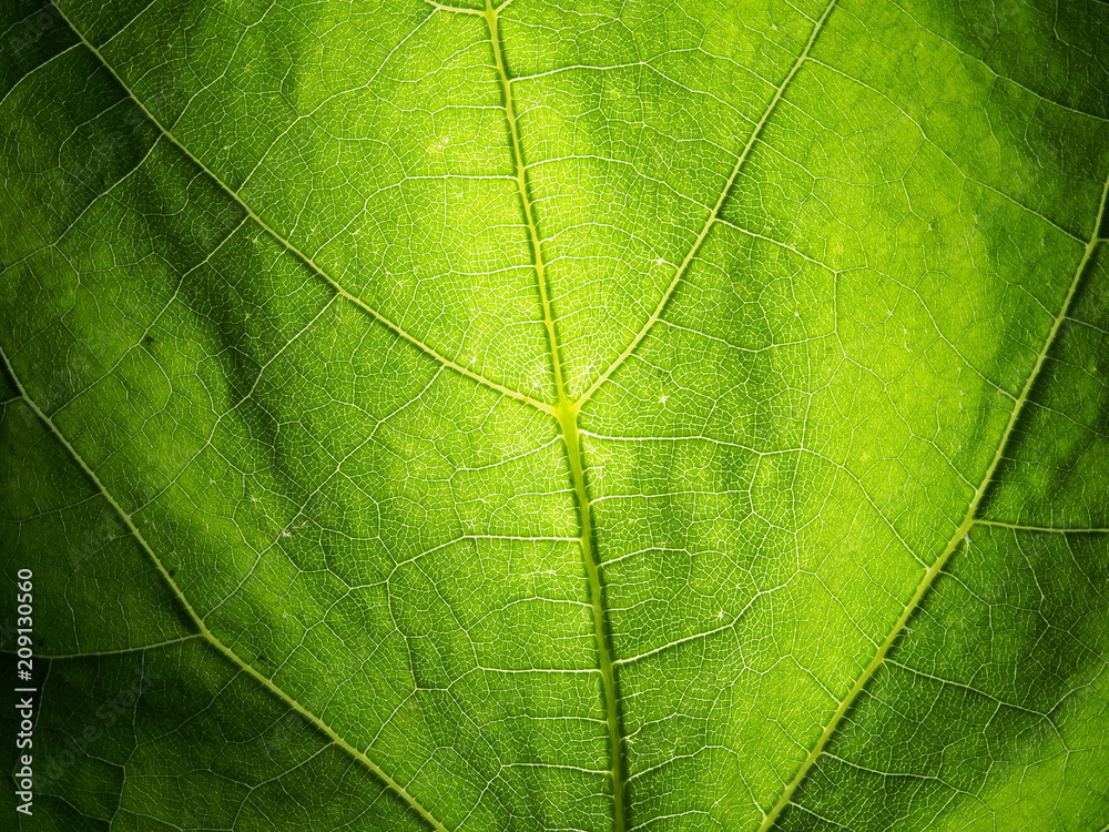 Green leaf of the plant to the lumen. The structure of the plant leaf ...