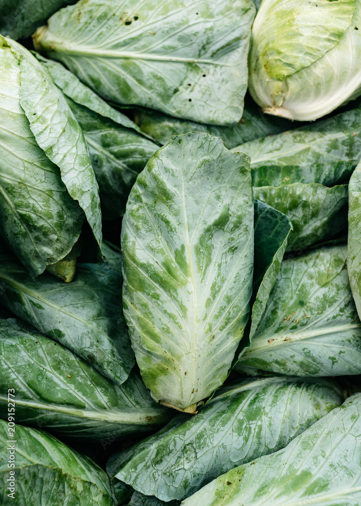 conehead / cone shaped cabbages Stock Photo | Adobe Stock