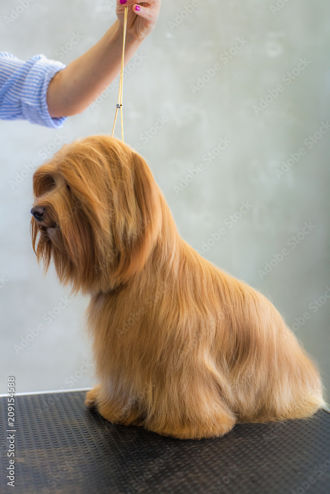 Grooming school Stock Photo | Adobe Stock