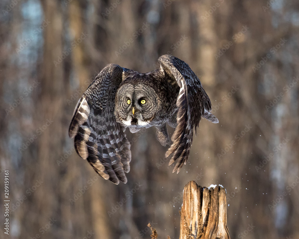 Great Gray Owl Full Body