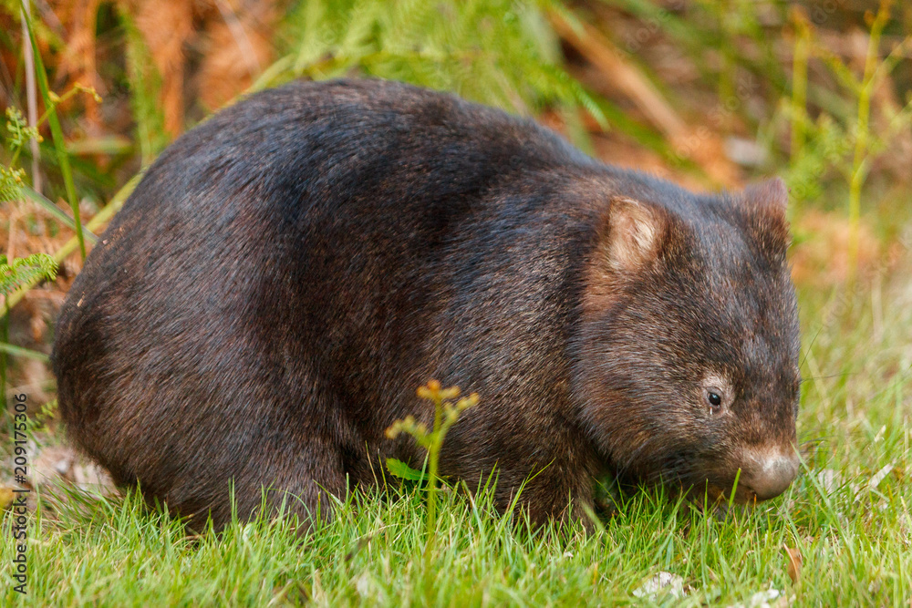 Australian Wombat Baby
