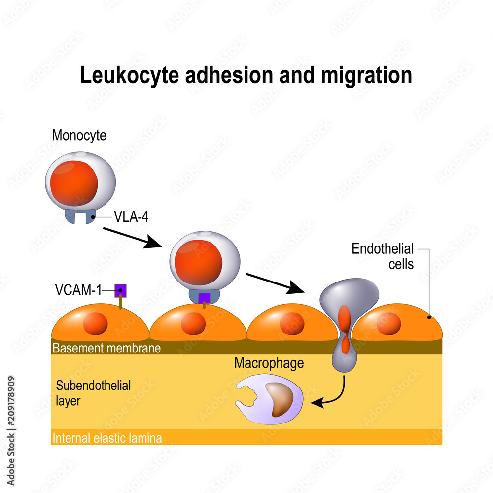 development of leukocyte from monocyte to macrophage. Stock Vector ...