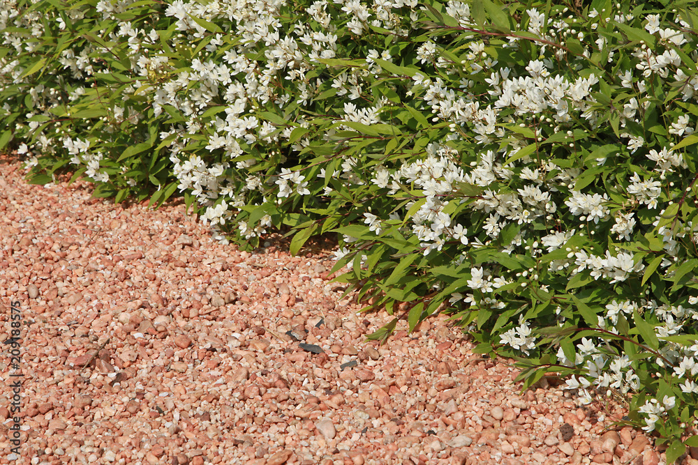 Gravier rose et Deutzia crenata 'Nikko' Stock Photo | Adobe Stock