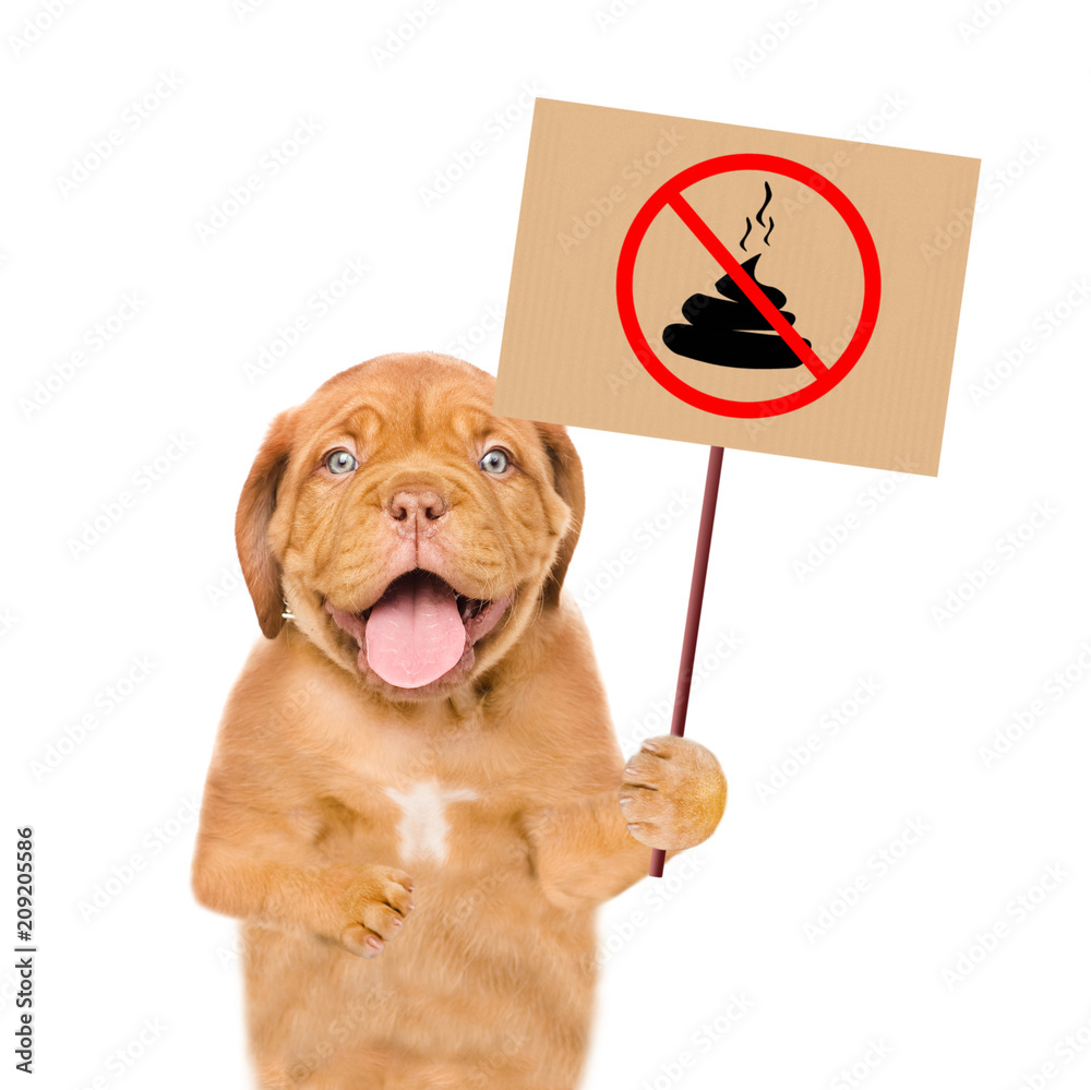 Can Dog Hold Poop
