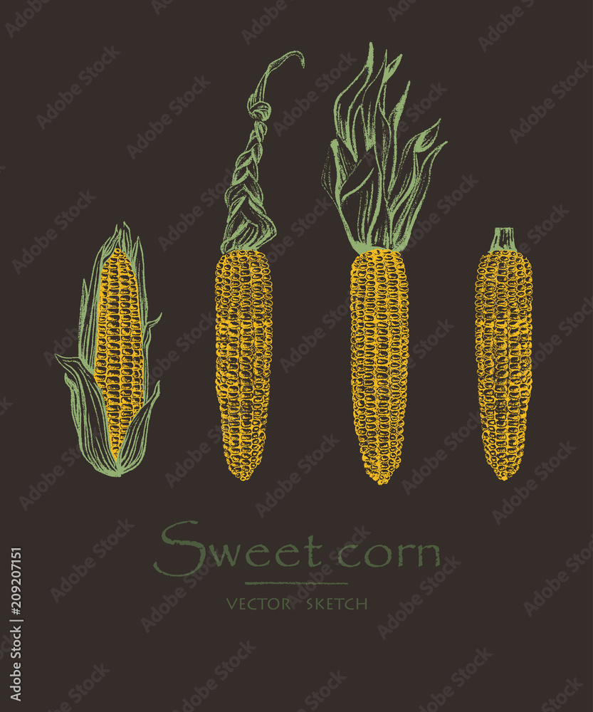Vector illustration. Sketch drawing sweet corn. Vector chalk style ...