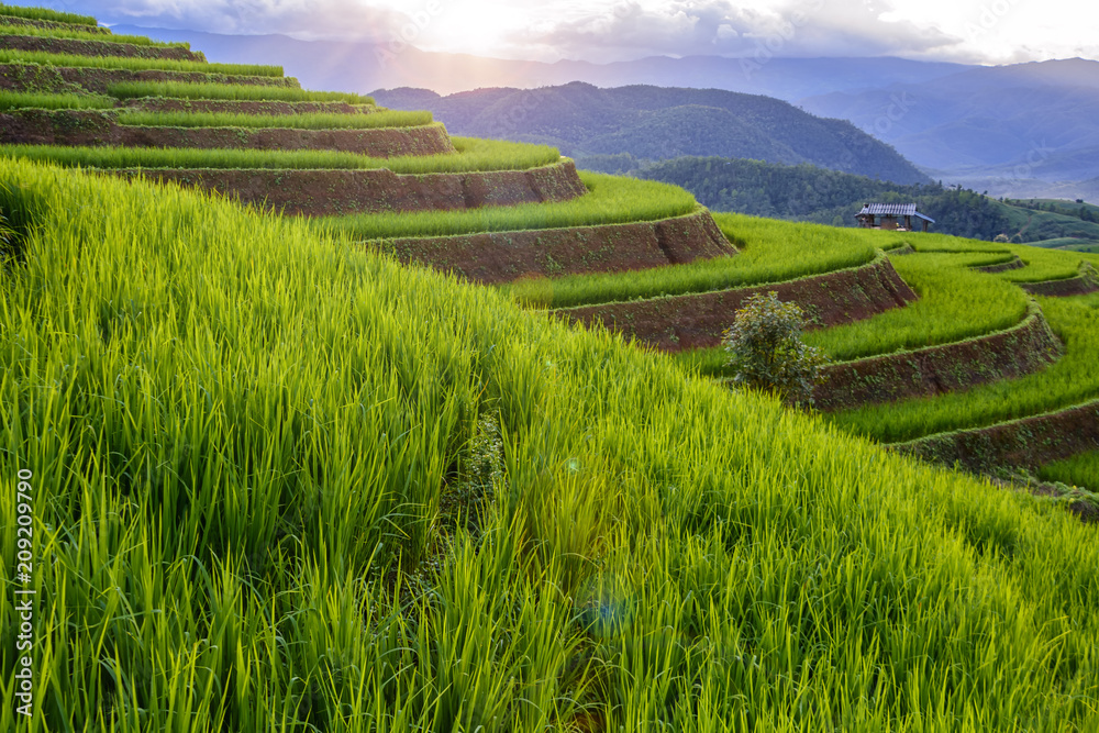 Beautiful step of rice terrace paddle field in sunset and Lens Flare at ...