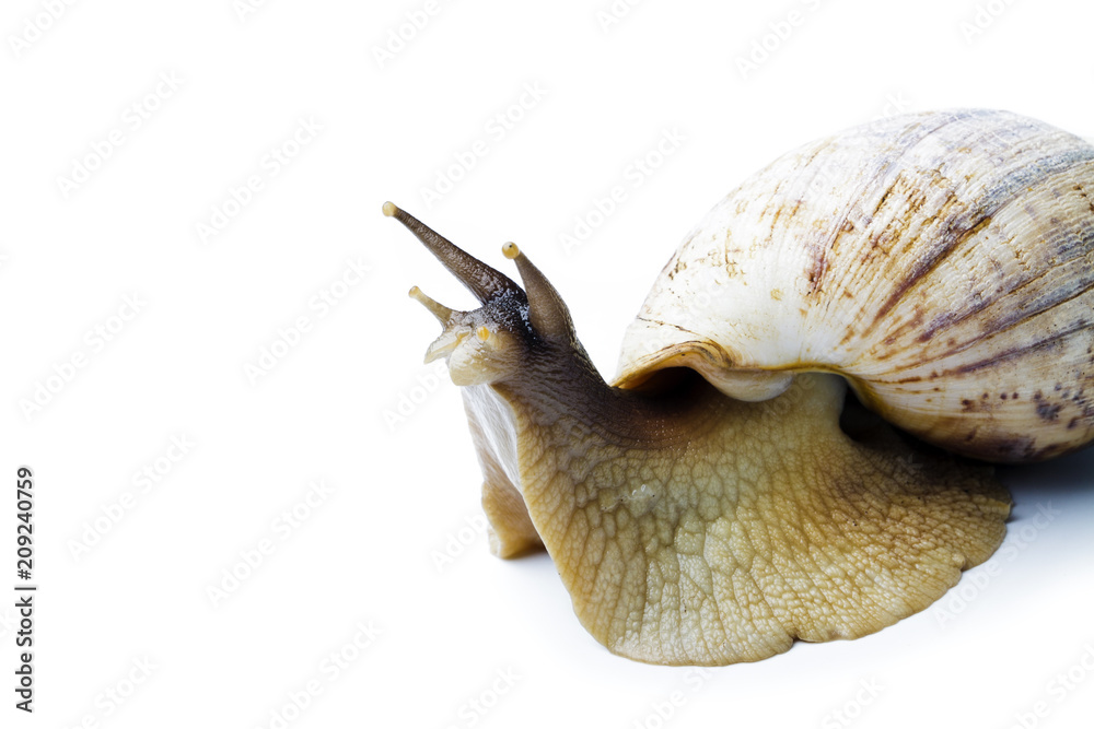 Giant african snail isolated on white background Stock Photo | Adobe Stock