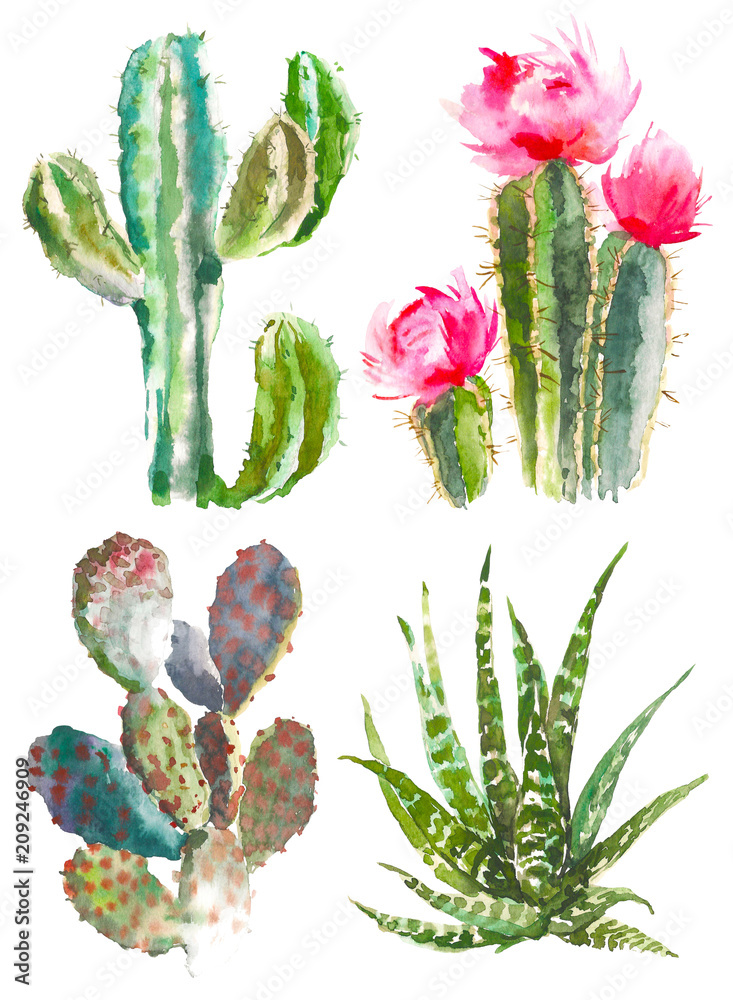 Set of watercolor cactus, succulents and floral elements. Vintage ...