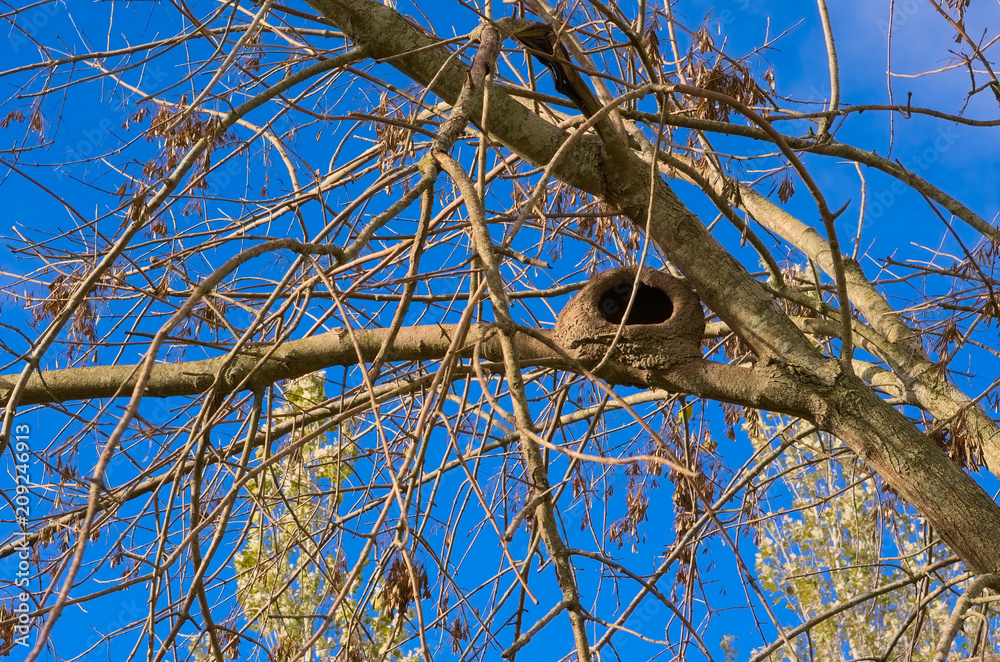Nido de hornero sobre arbol en otoño Stock Photo | Adobe Stock