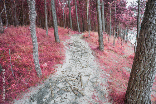 Infrared Photography | The largest selection of gifts and posters | 3+1 ...