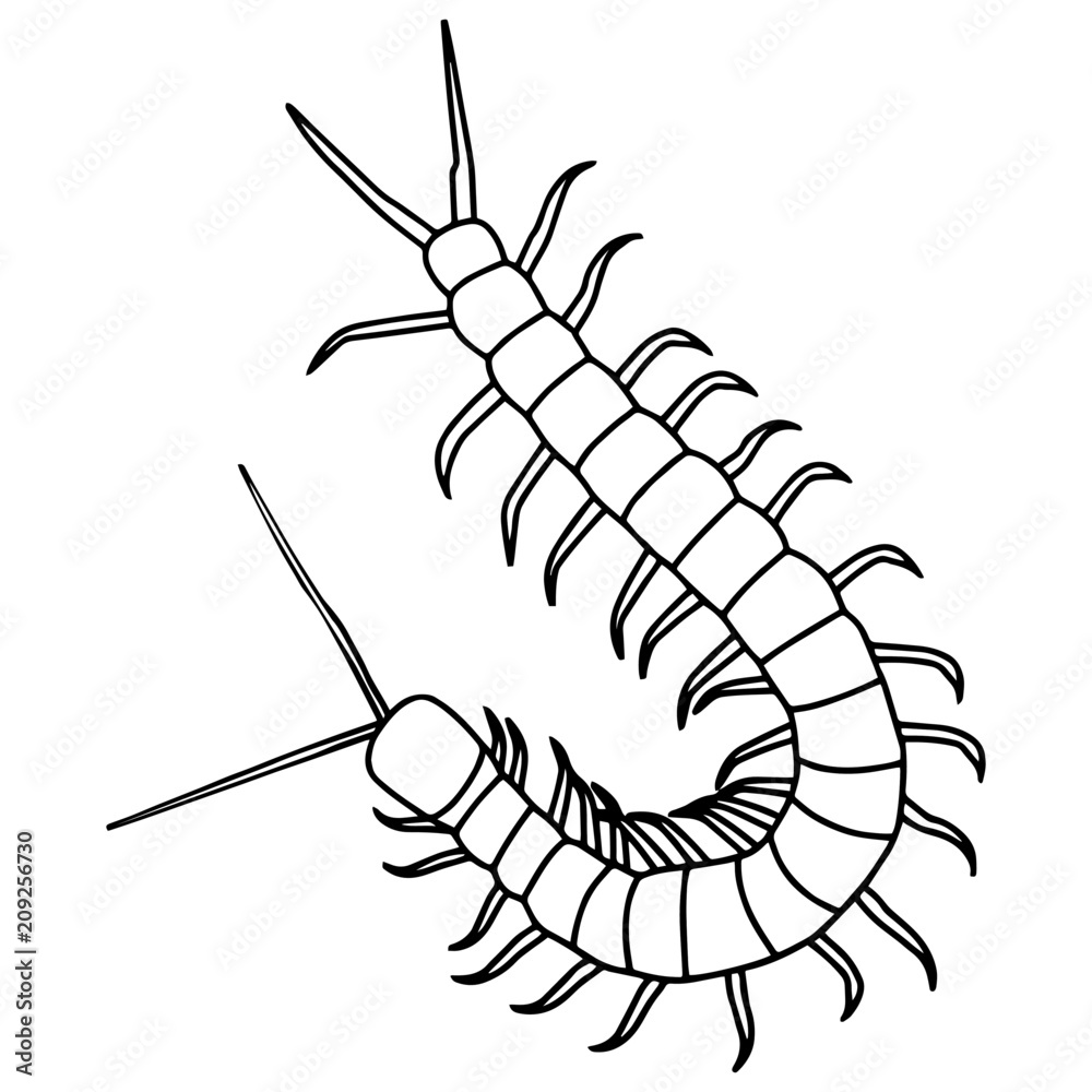 Centipede cartoon illustration isolated on white background for ...