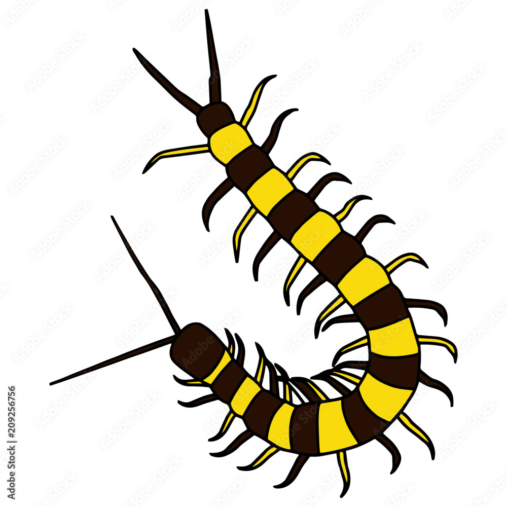 Centipede cartoon illustration isolated on white background for ...