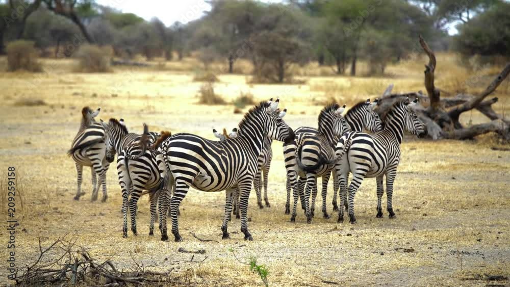 Zebras eating grass in Savanna, Tanzania, Africa, 4K footage. zebras ...