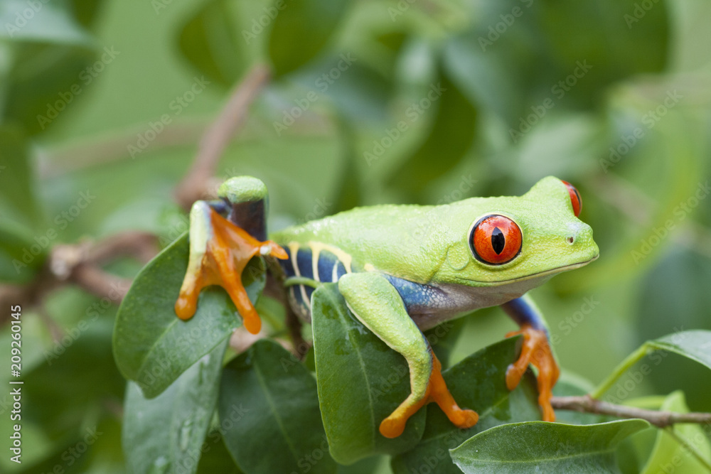 Red-eyed Tree frog (Agalychnis callidryas) in Rainforest Stock Photo ...