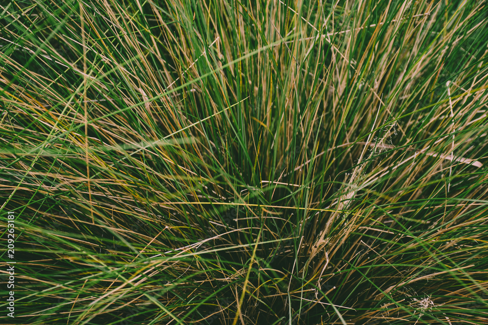Tall Grass From Above