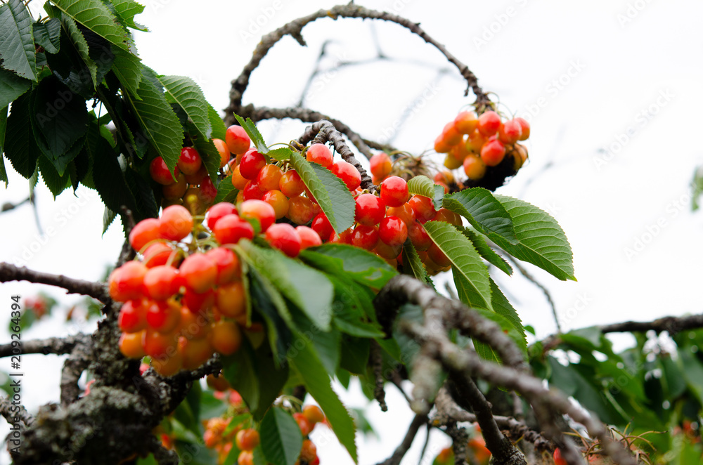 Kirschbaum voller Kirschen Stock Photo | Adobe Stock