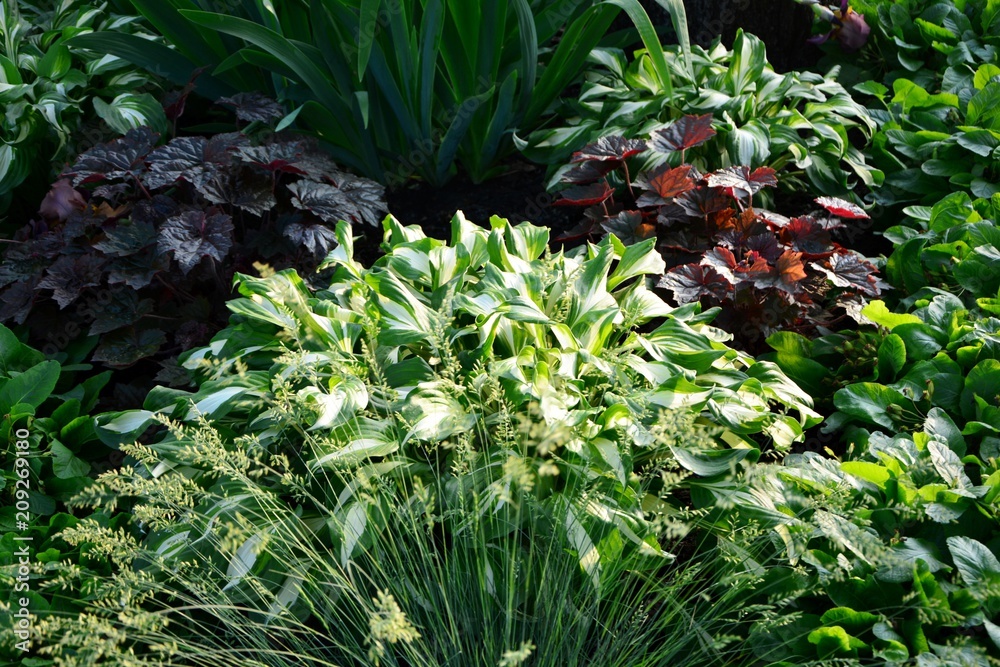 Hosta with a white border and red heucheras in the border in the shady ...