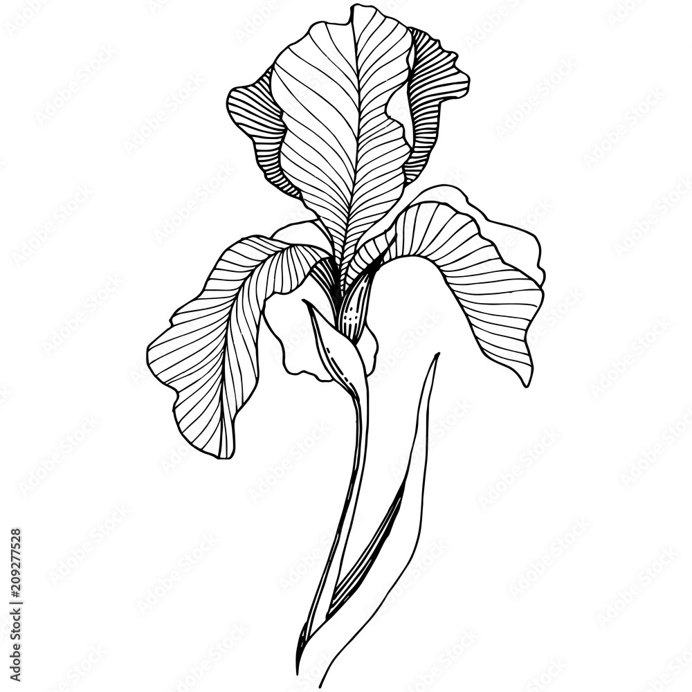 Irises in a vector style isolated. Full name of the plant: Iris. Vector ...