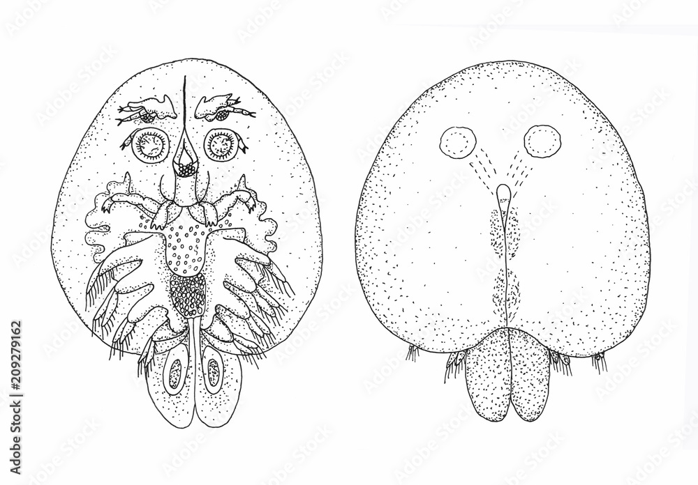 Fish parasite. Sketch black. Stock Illustration | Adobe Stock