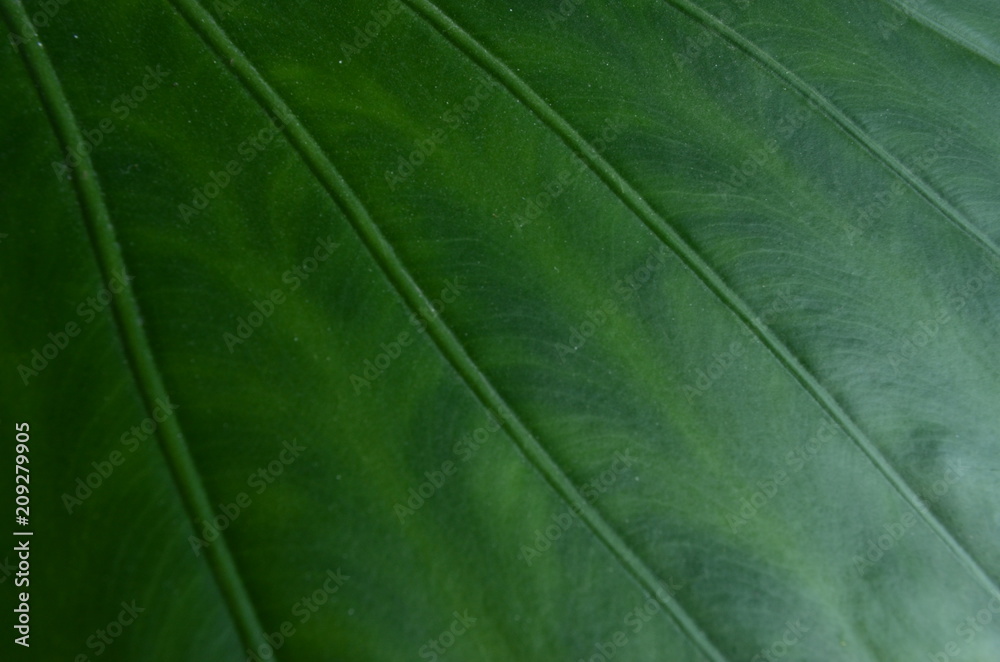 Textura de hoja verde Stock Photo | Adobe Stock
