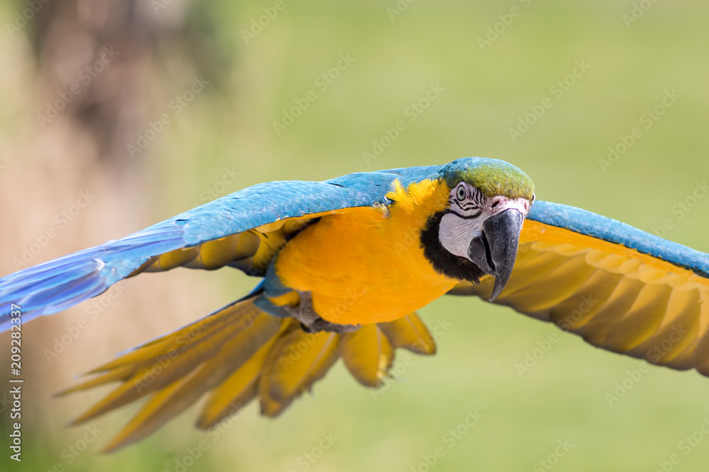 Parrot Bird Flying